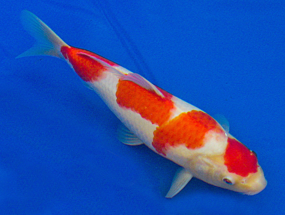 Kōhaku (fish) - Alchetron, The Free Social Encyclopedia