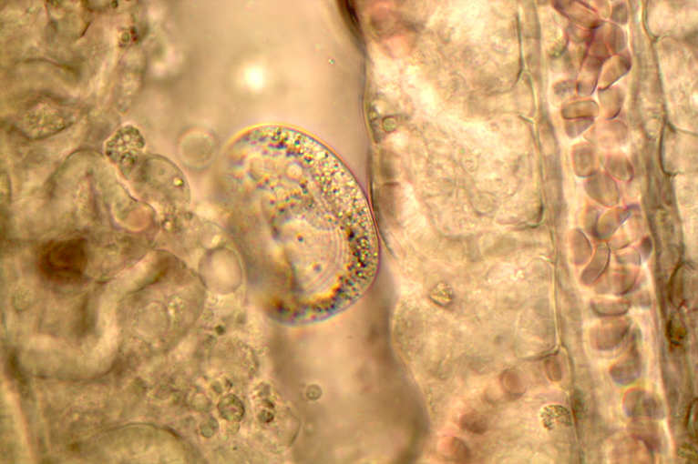 Koi & Goldfish Health | Blue Ridge Fish Hatchery